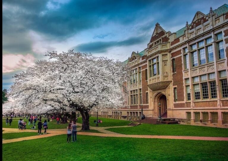 UW Cherry Blossoms 2026: Peak Bloom Dates, Best Spots And Visitor Tips ...
