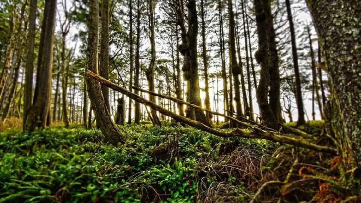 Exploring The Hoh Rain Forest - Explore Washington State