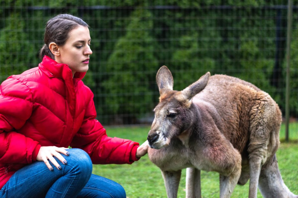 Visiting Wallaby Ranch In Fall City - Explore Washington State