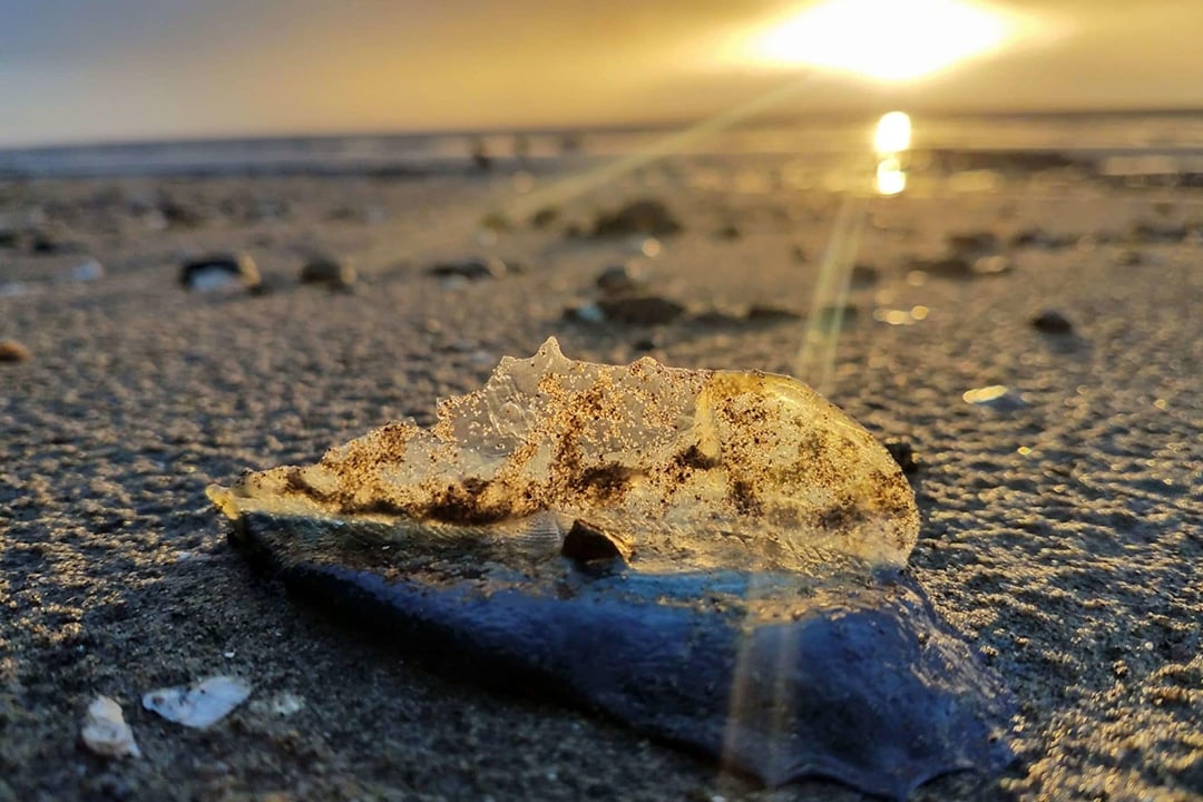 Spending A Weekend In Willapa Bay - Explore Washington State