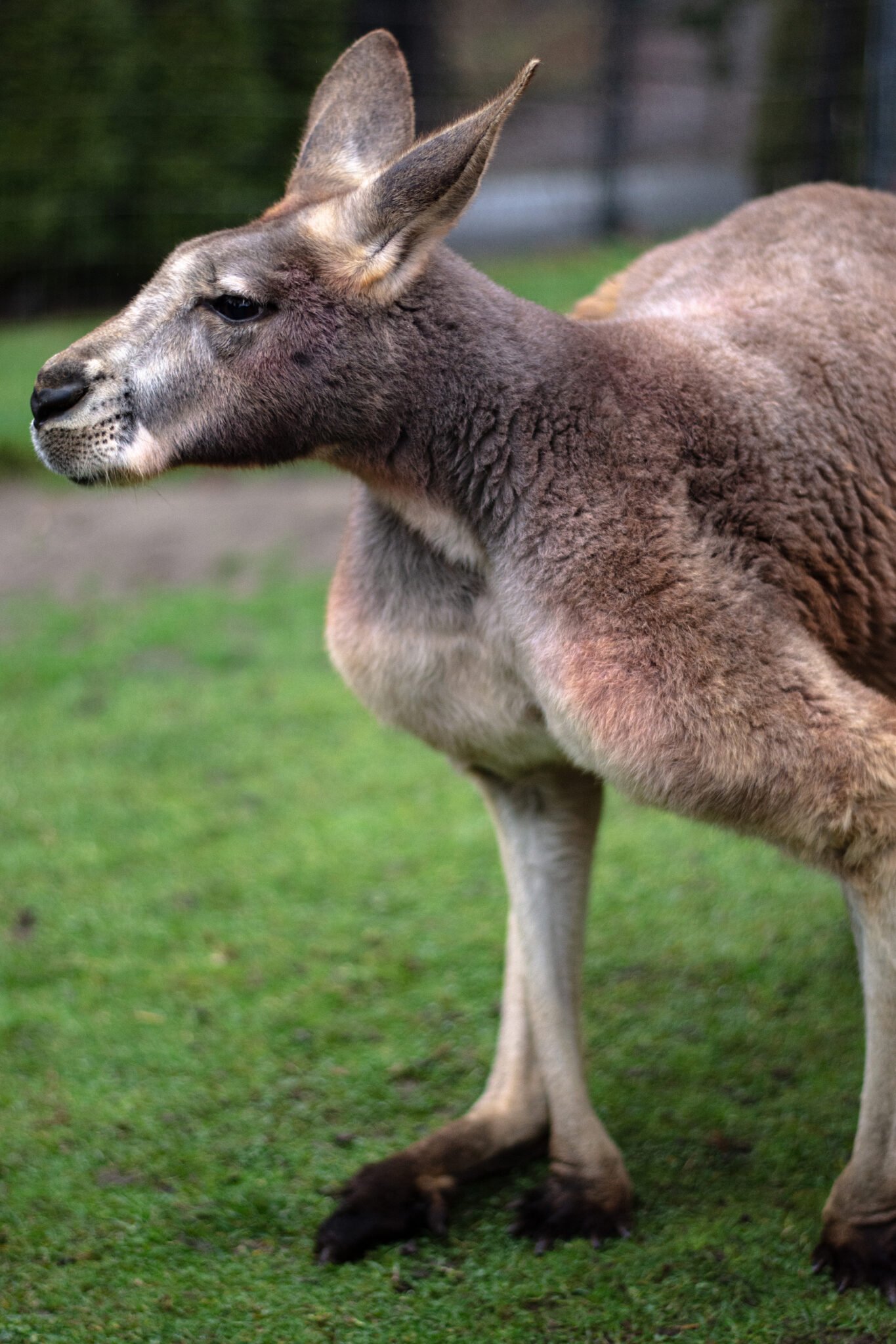 Visiting Wallaby Ranch In Fall City - Explore Washington State