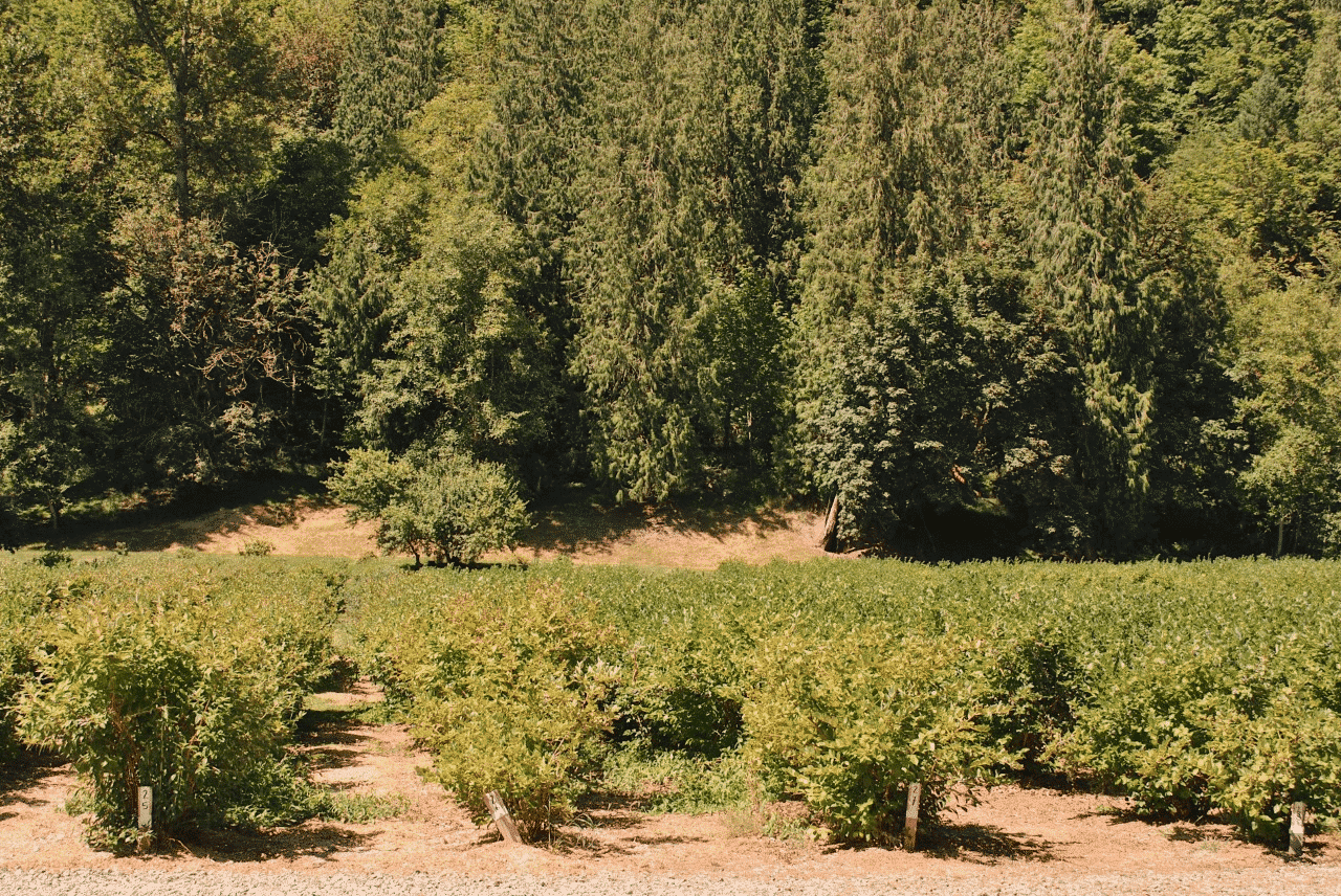 Visiting Canter-Berry Farms: More Than Just A U-Pick Blueberry Farm ...
