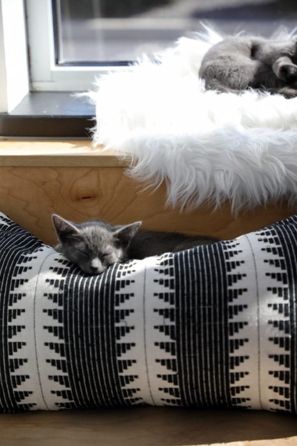 Visiting Kitty Cantina: Spokane’s First Cat Café - Explore Washington State
