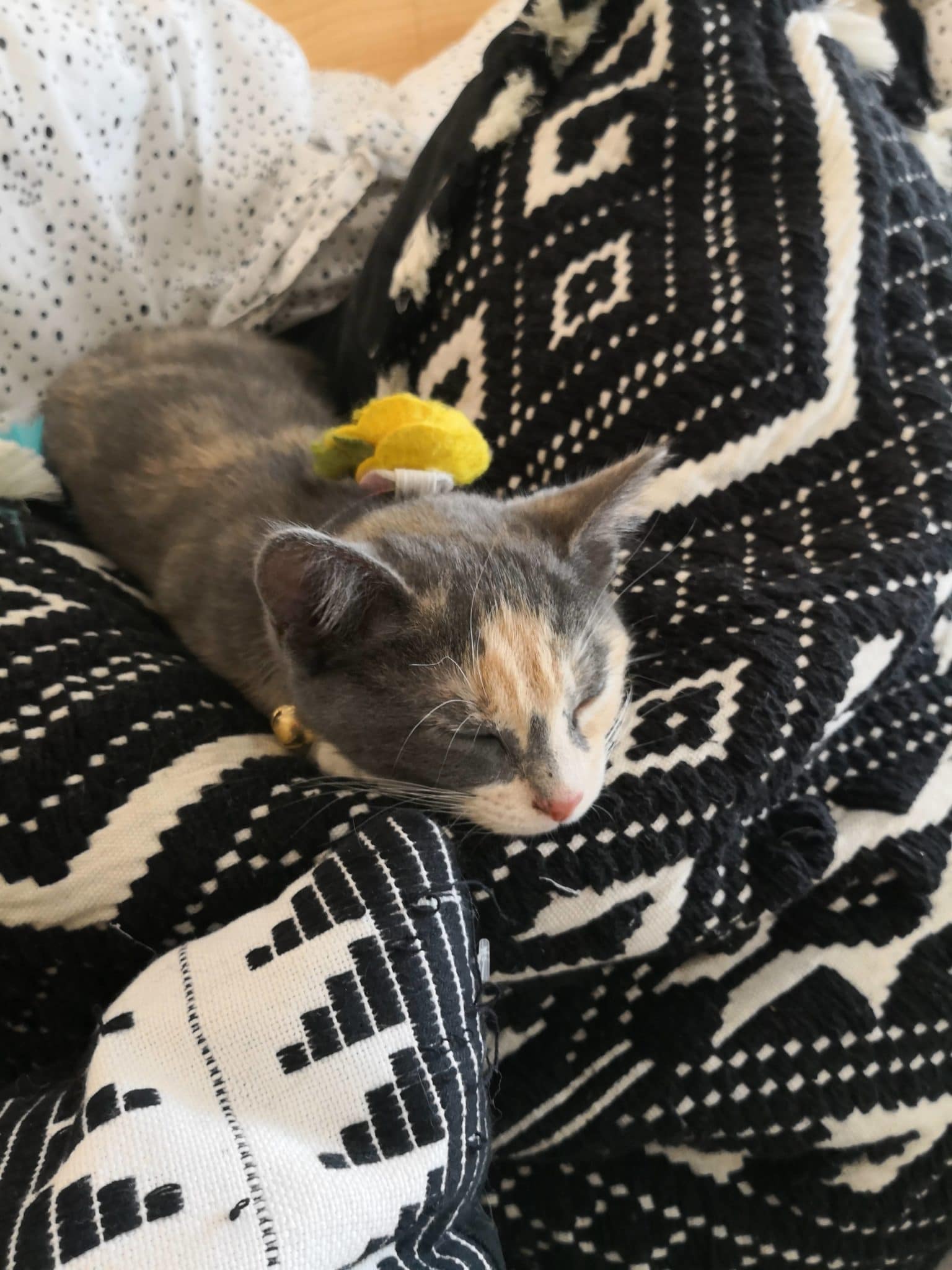 Visiting Kitty Cantina: Spokane’s First Cat Café - Explore Washington State