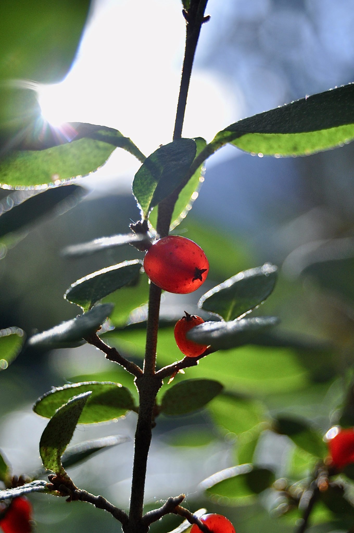 Berry Foraging In Washington State: A Traveler's Guide