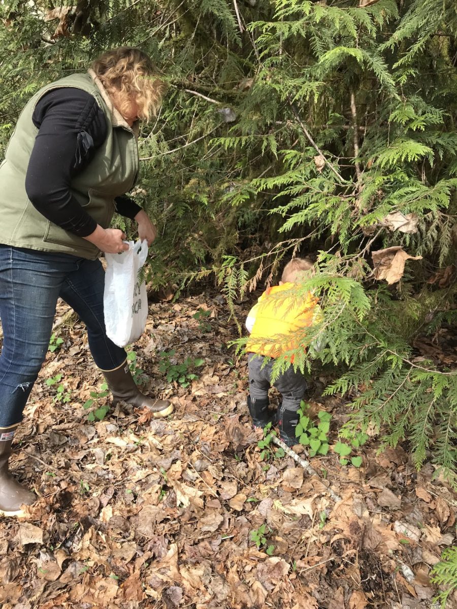 Morel Mushroom Hunting In Washington | Season, Spots And Tips