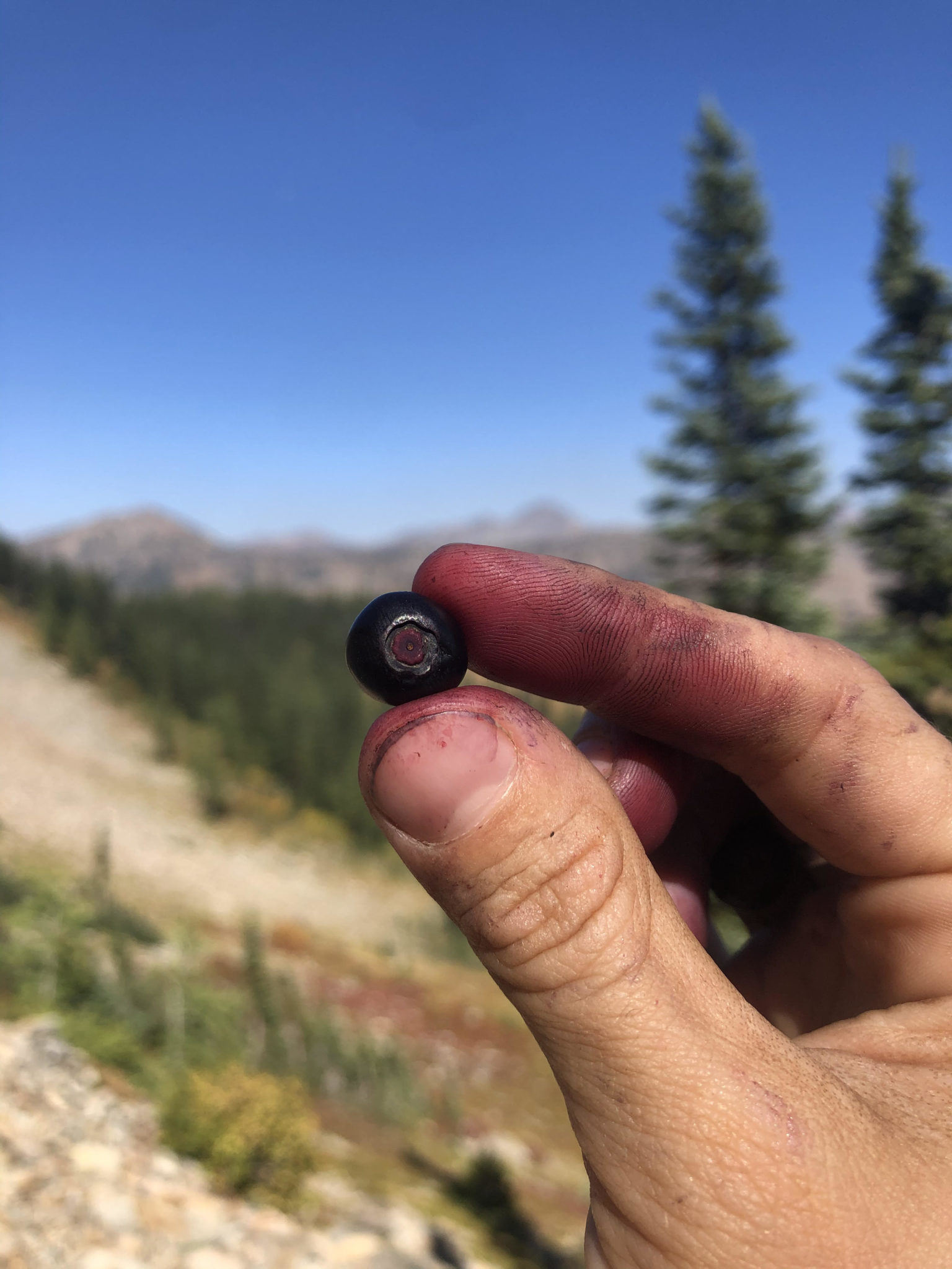 Berry Foraging In Washington State: A Traveler's Guide