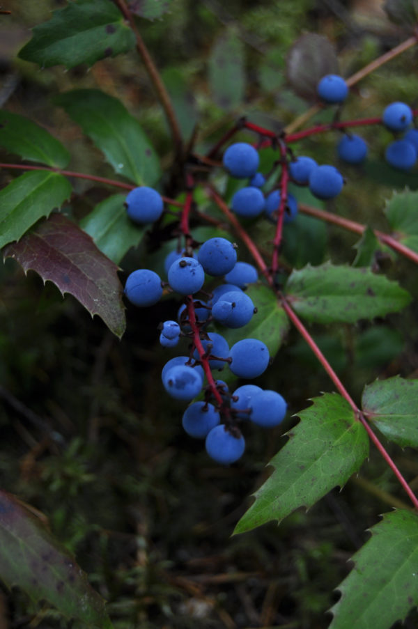 Berry Foraging In Washington State: A Traveler's Guide