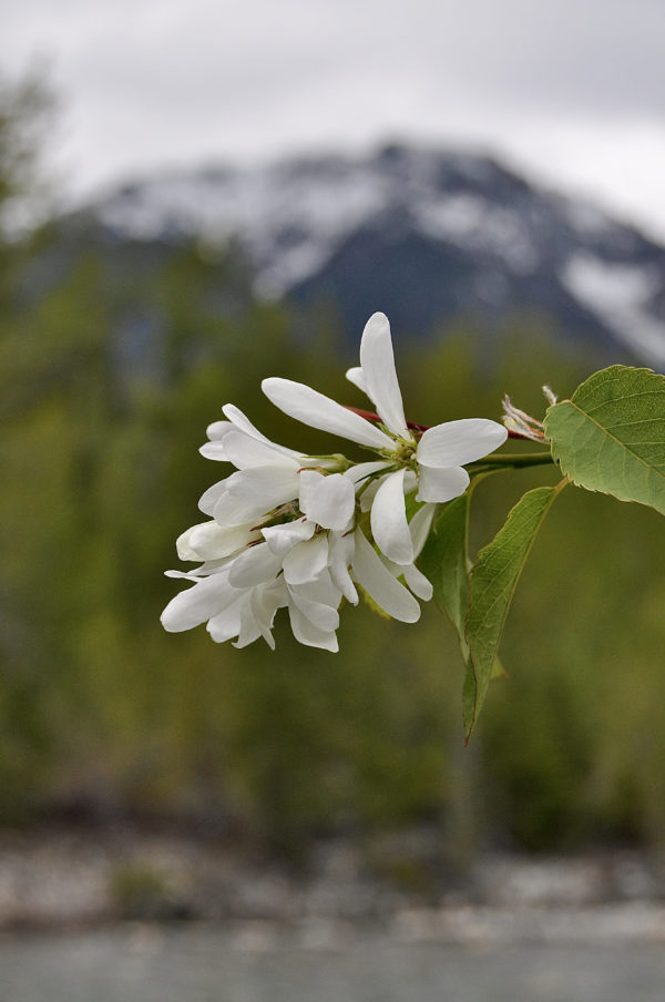 Berry Foraging In Washington State: A Traveler's Guide
