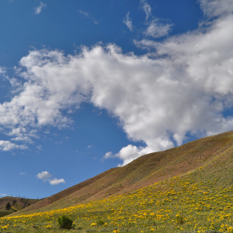 Discover Edible Herbs & Wildflowers In Washington State
