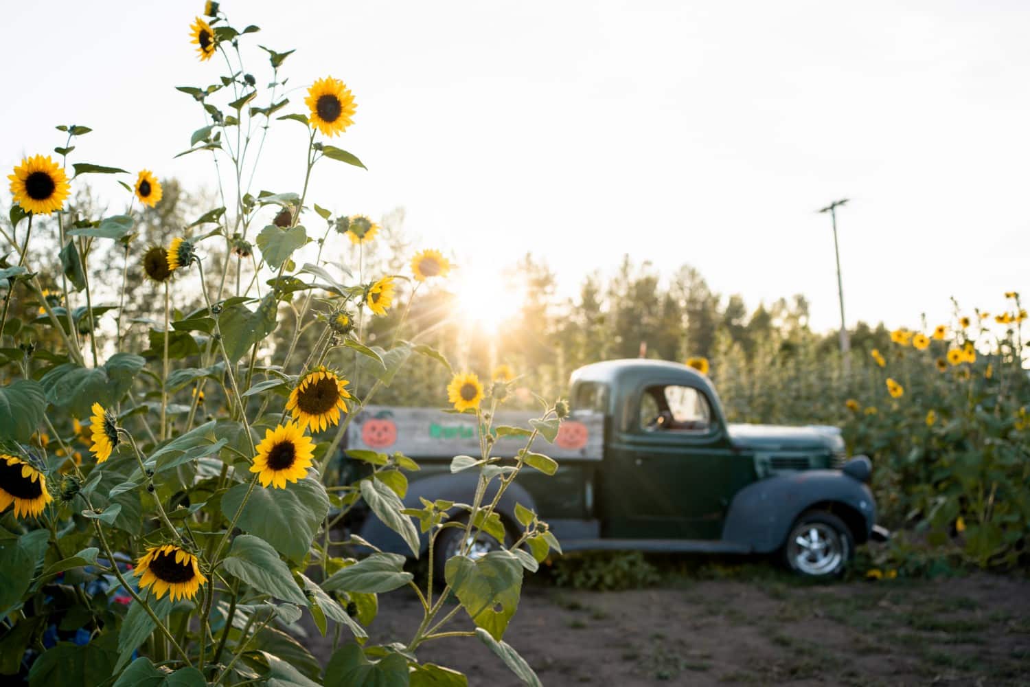 Enjoy Sunflower Days At Maris Farms In Washington