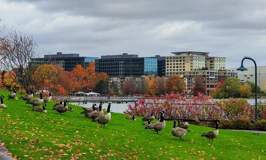 Renton, Washington: Things To Do, Where To Stay And More | Explore ...